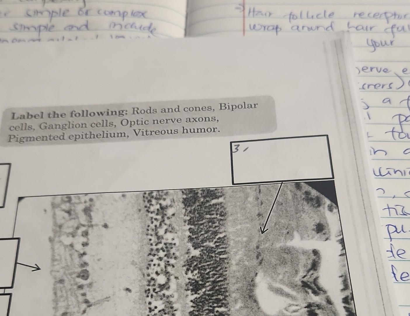 Solved Label the following: Rods and cones, Bipolar cells, | Chegg.com