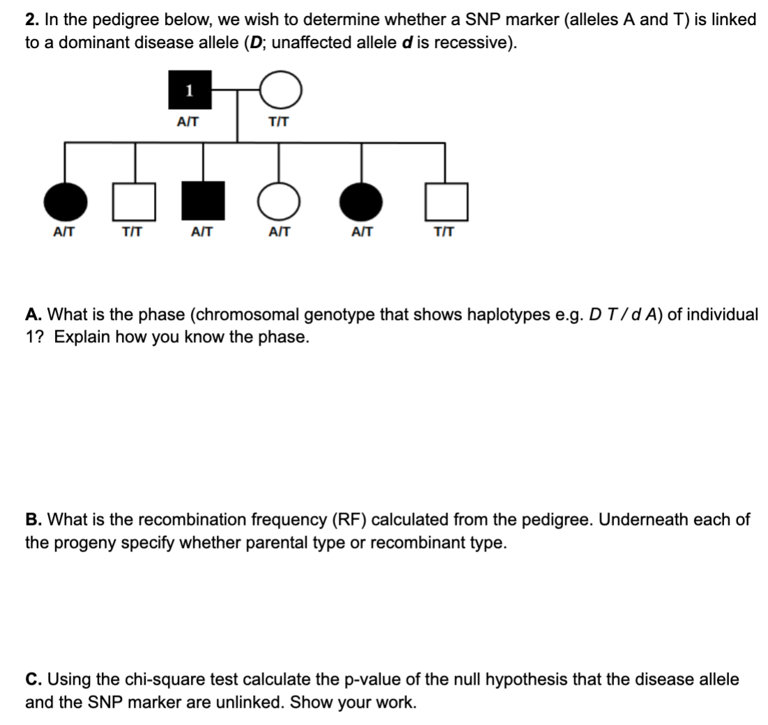 Solved In the pedigree below, we wish to determine whether a | Chegg.com