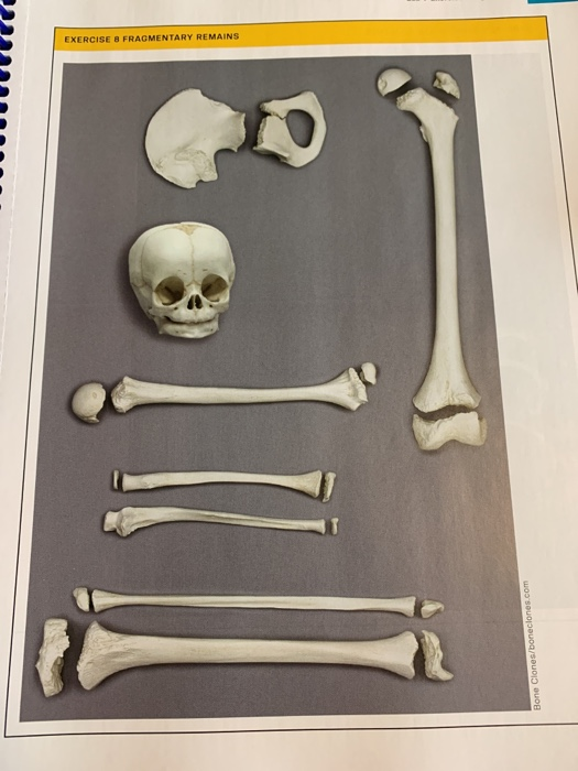 Name: Date: Lab Exercises 213 EXERCISE 8 FRAGMENTARY | Chegg.com