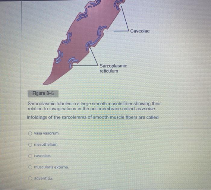 Solved Caveolae Sarcoplasmic reticulum Figure 8-5 | Chegg.com
