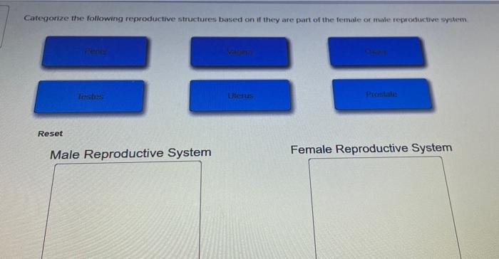 Solved Categorize the following reproductive structures | Chegg.com