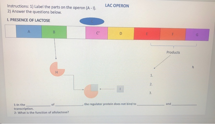 Solved LAC OPERON Instructions: 1) Label the parts on the | Chegg.com