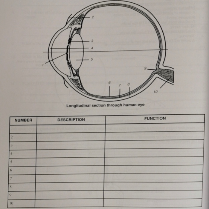 Solved 10 Longitudinal section through human eye NUMBER | Chegg.com