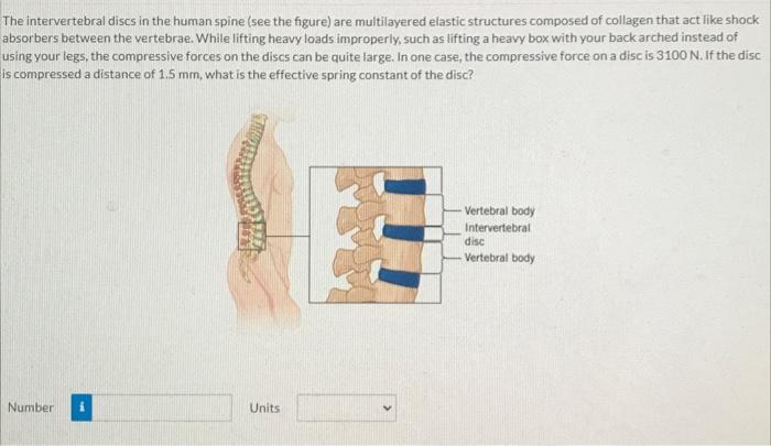 Solved The intervertebral discs in the human spine (see the | Chegg.com