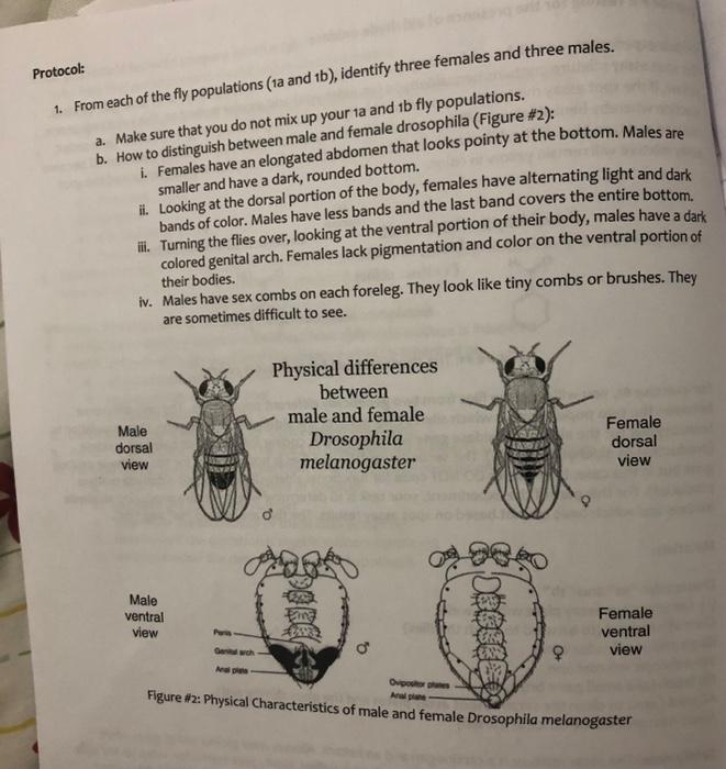 Solved Exercise \# 2 Determining the Pattern of Inheritance | Chegg.com