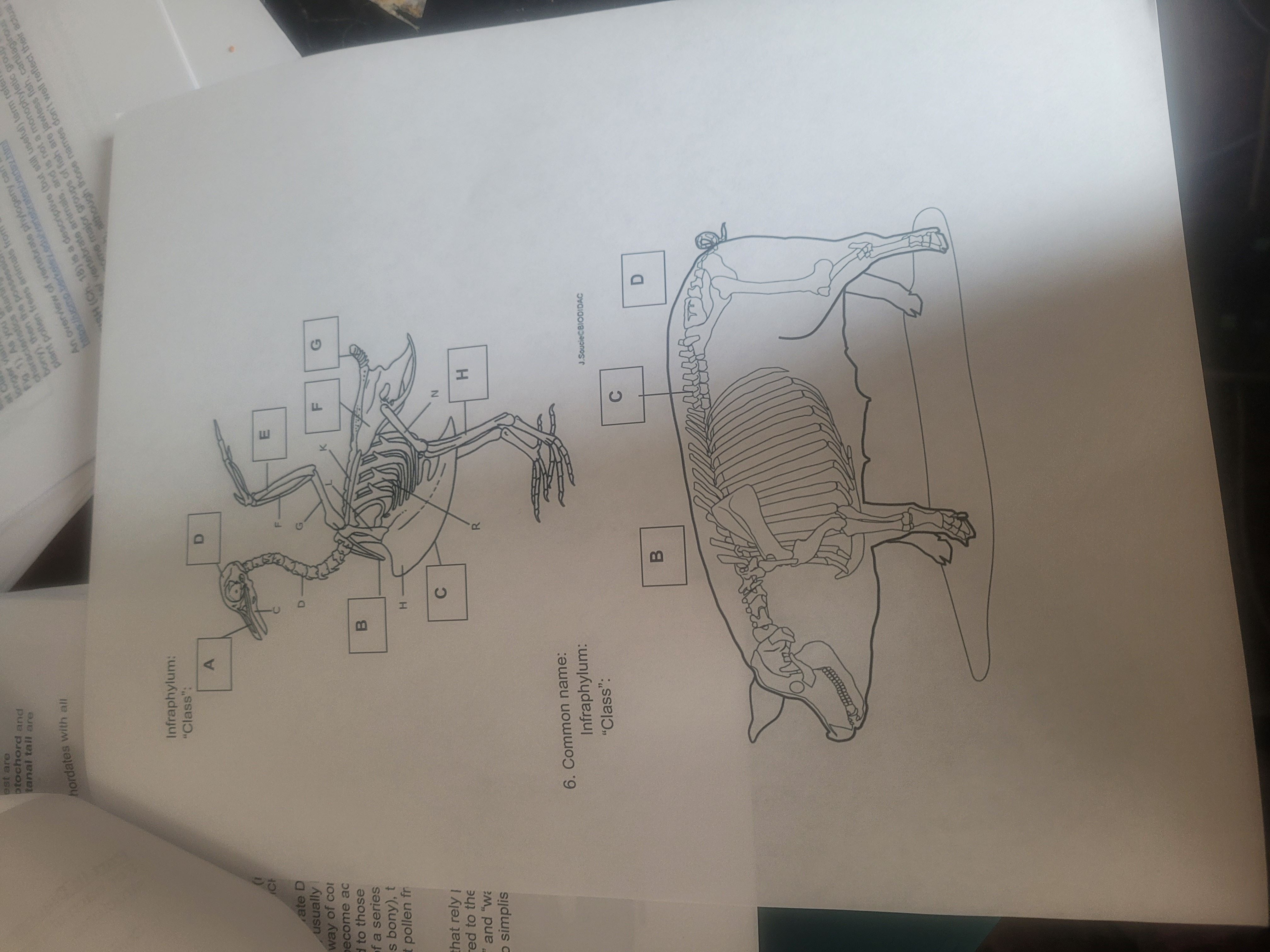 Solved Infraphylum: "Class":6. ﻿Common name: | Chegg.com