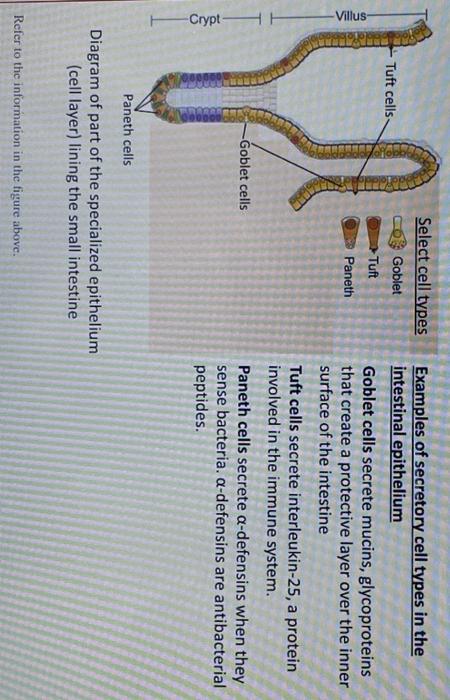 Solved Examples of secretory cell types in the intestinal | Chegg.com