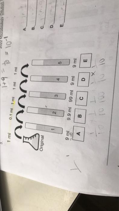 Solved ZOZZrobiology Dilution 1 ml tato = 101 0.1 ml 1 ml 1 | Chegg.com