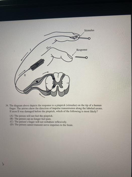 Solved Stimulus Response IT 34. The diagram above depicts | Chegg.com