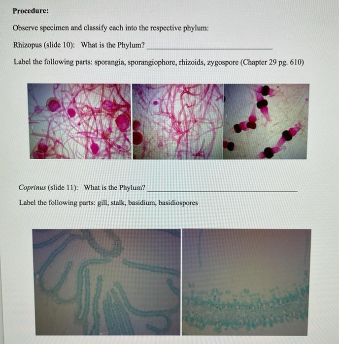 Solved Procedure: Observe specimen and classify each into | Chegg.com