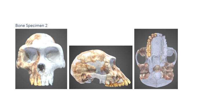 Solved 15. ﻿You are a paleoanthropologist that just | Chegg.com