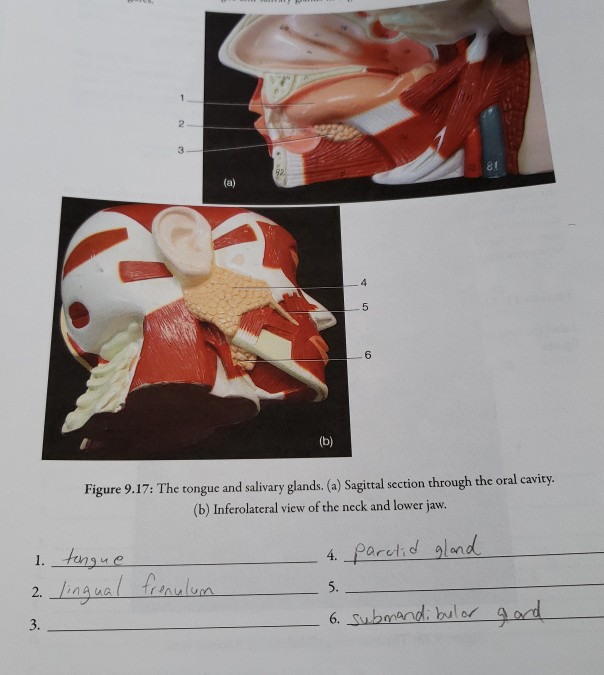 Solved (a) Figure 9.17: The tongue and salivary glands. (a) | Chegg.com