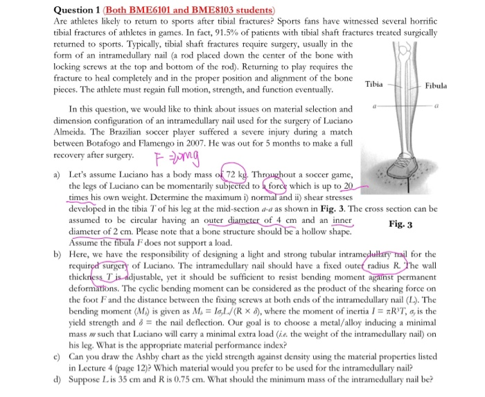 Tibia Question 1 Both BME6101 and BME8103 students | Chegg.com