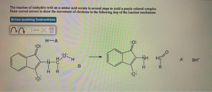 Solved The reaction of ninhydrin with an a-amino acid occurs | Chegg.com