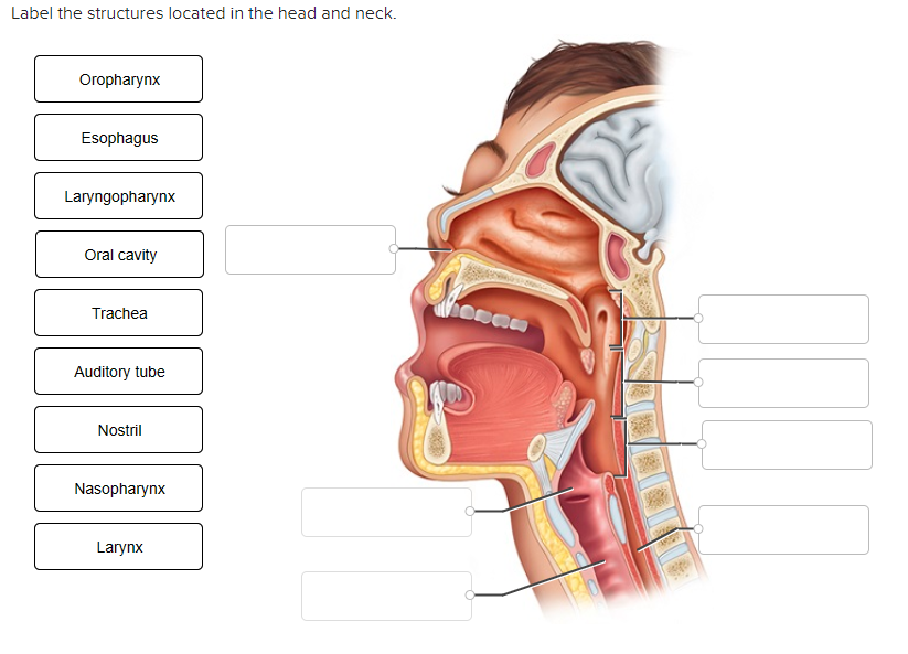 Solved Label the structures located in the head and neck. | Chegg.com