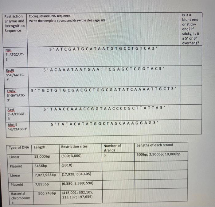Solved Coding strand DNA sequence. Write the template strand | Chegg.com