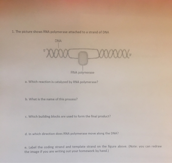 Solved 1. The picture shows RNA polymerase attached to a | Chegg.com
