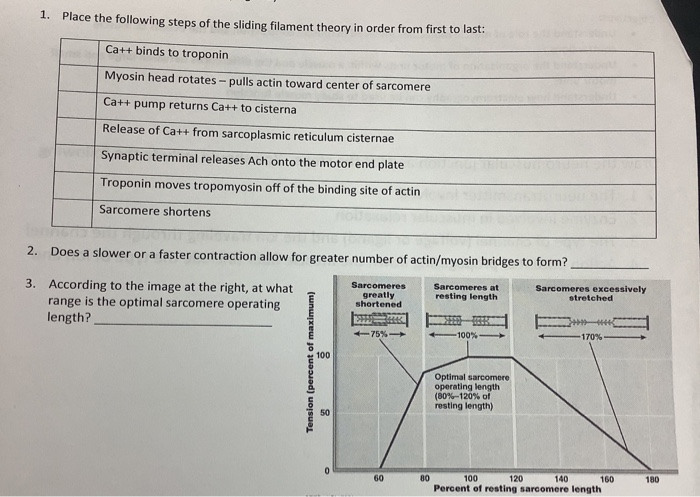 Solved 1. Place the following steps of the sliding filament | Chegg.com