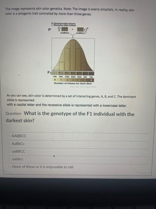 The image represents skin color genetics. Note: The | Chegg.com