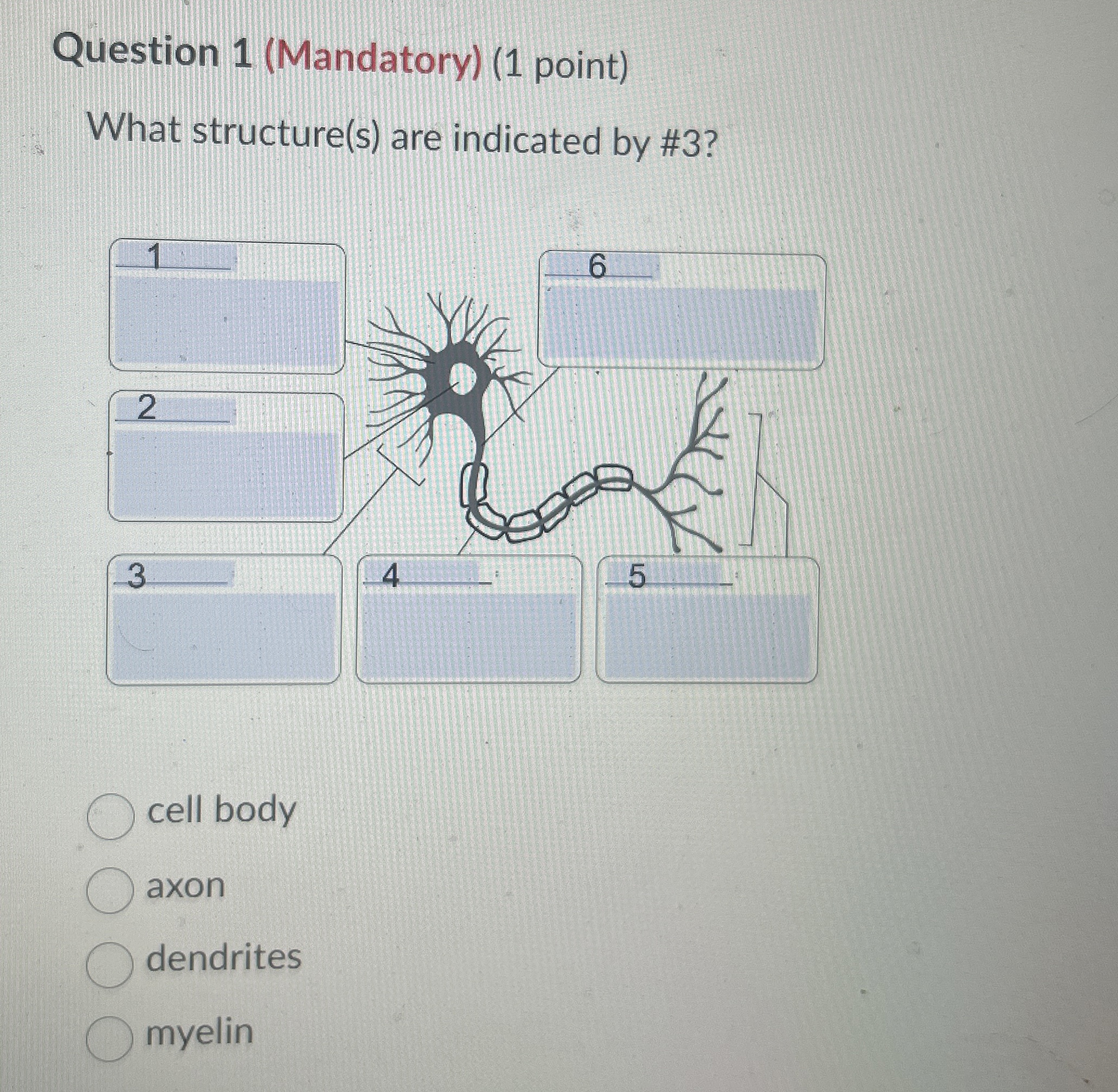 Solved Question 1 (Mandatory) (1 ﻿point)What structure(s) | Chegg.com