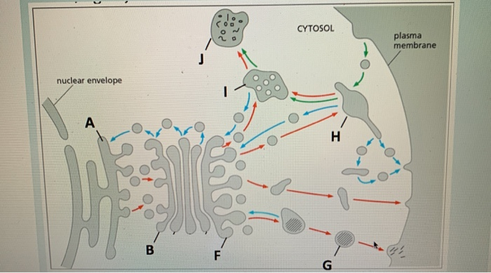 Solved A schematic drawing of the secretory and endocytic | Chegg.com