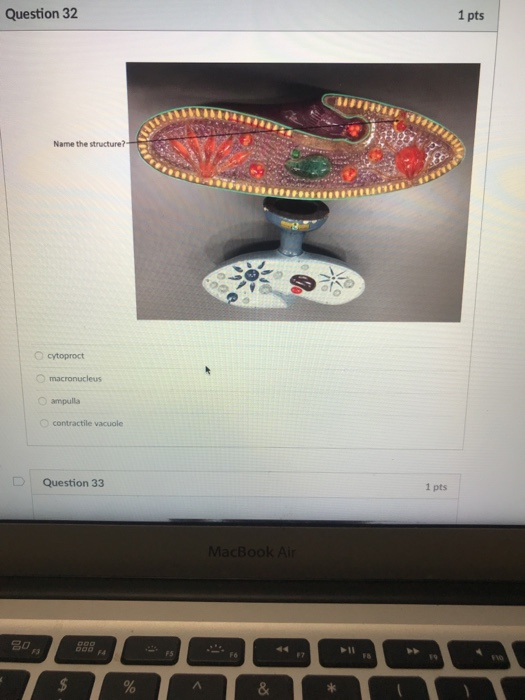 Solved Question 32 1 pts Name the structure? OV cytoproct | Chegg.com