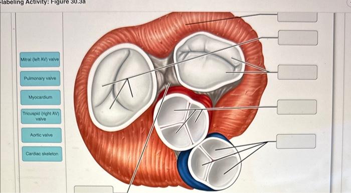 Solved labeling Activity: Figure 30.3a | Chegg.com