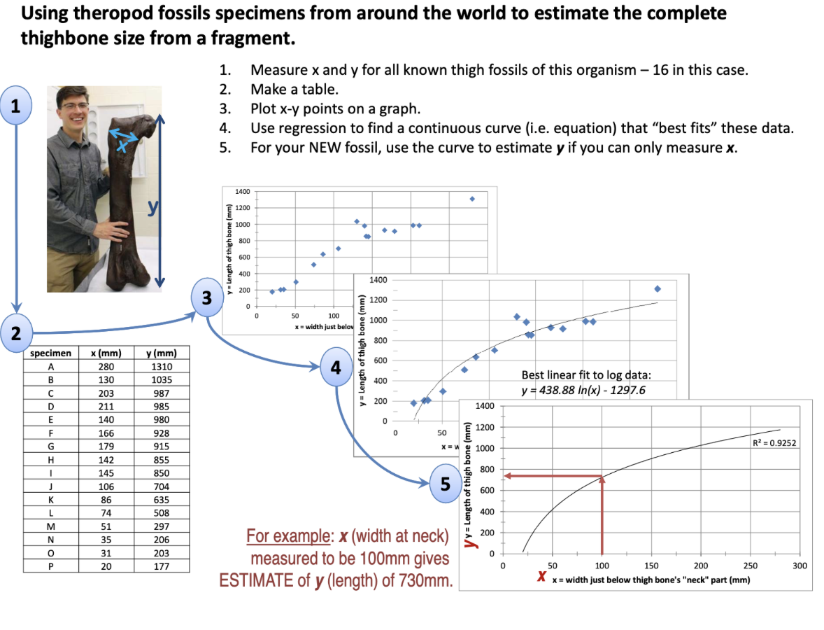 Solved Using theropod fossils specimens from around the | Chegg.com