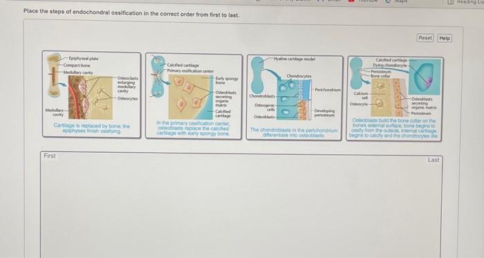Solved Heading Place the steps of endochondral ossification | Chegg.com