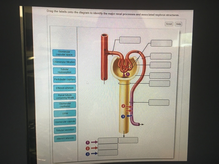 Solved Drag the labels onto the diagram to identify the | Chegg.com