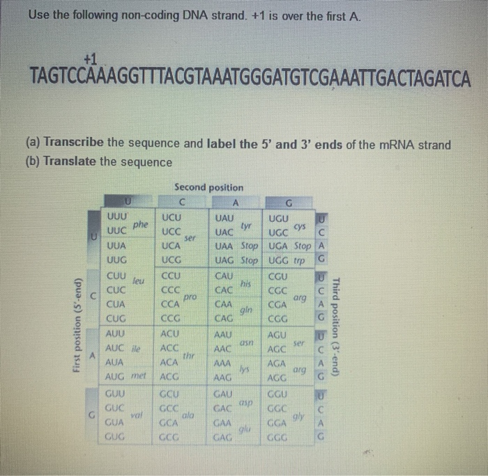 Solved Use the following non-coding DNA strand. +1 is over | Chegg.com