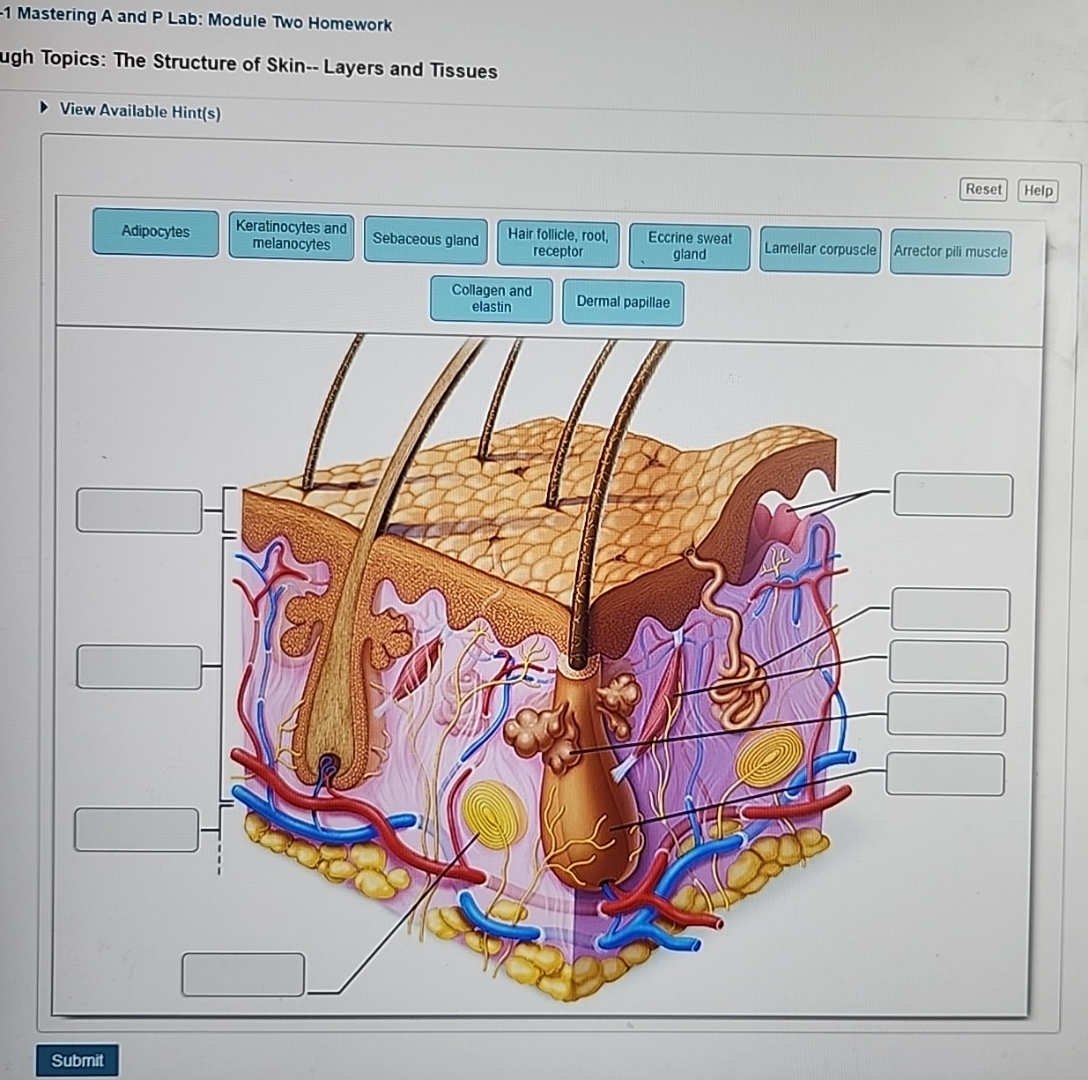 Solved -1 Mastering A and P Lab: Module Two Homeworkugh | Chegg.com Solved -1 Mastering A and P Lab: Module Two Homeworkugh | Chegg.com