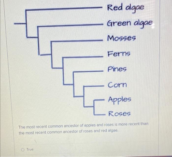 Solved Red algae Green algae Mosses Ferns Pines corn Apples | Chegg.com