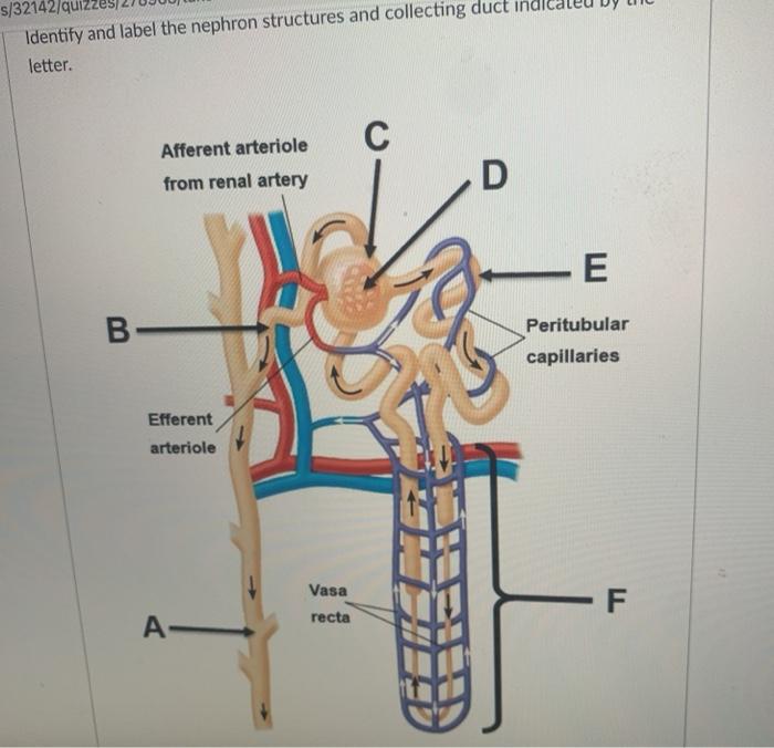Solved s/321 Identify and label the nephron structures and | Chegg.com