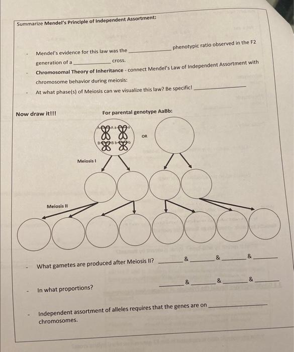 Solved Summarize Mendel's Principle of Independent | Chegg.com