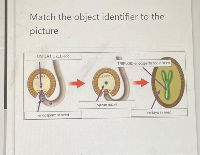 Solved Match the object identifier to the picture | Chegg.com
