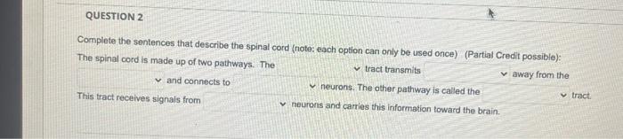 Solved Complete the sentences that describe the spinal cord | Chegg.com