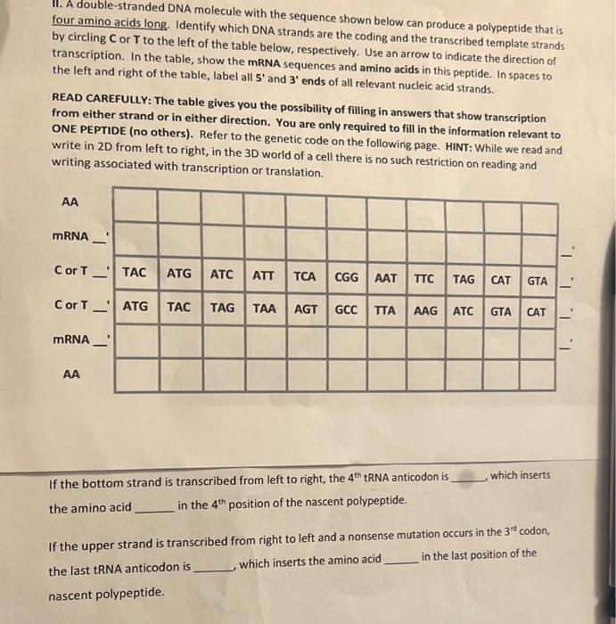 Solved II. A double-stranded DNA molecule with the sequence | Chegg.com