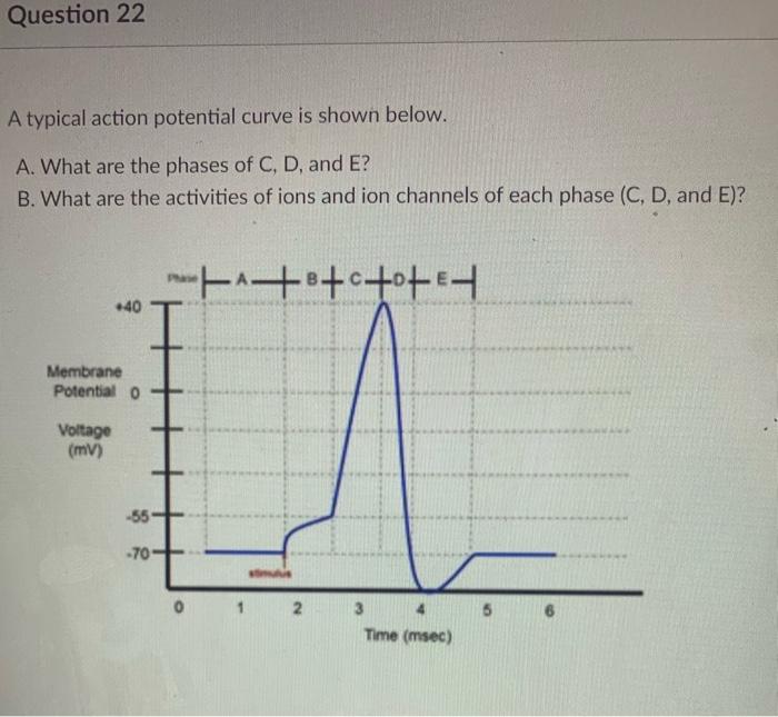 Solved A typical action potential curve is shown below. A. | Chegg.com