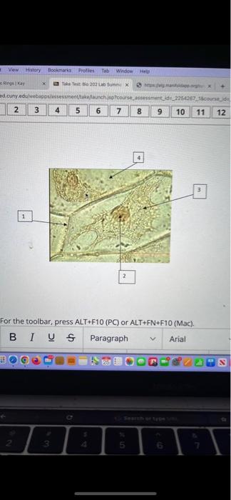 Solved -or the toolbar, press ALT+F10 (PC) or ALT +FN+F10 | Chegg.com