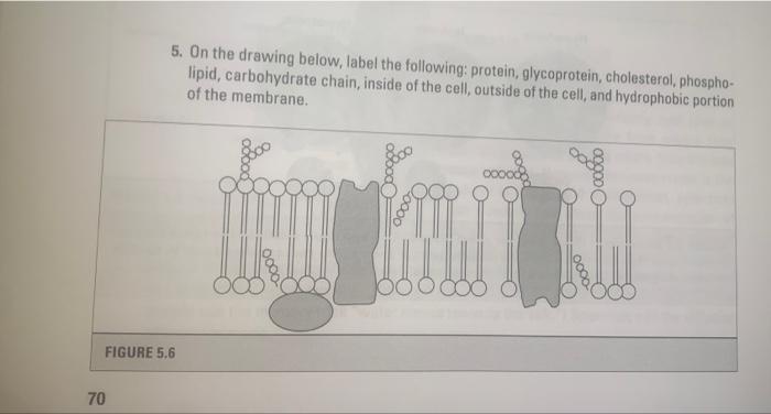 Solved 5. On the drawing below, label the following: | Chegg.com