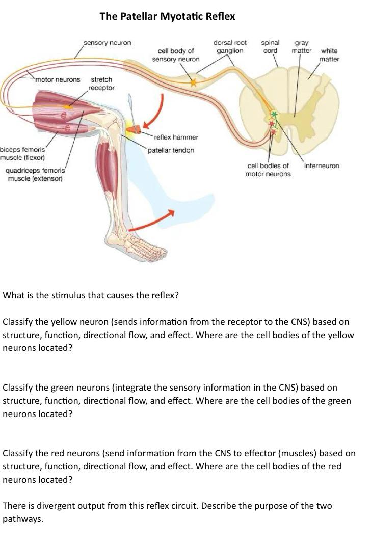 Solved The Patellar Myotatic ReflexWhat is the stimulus that | Chegg.com
