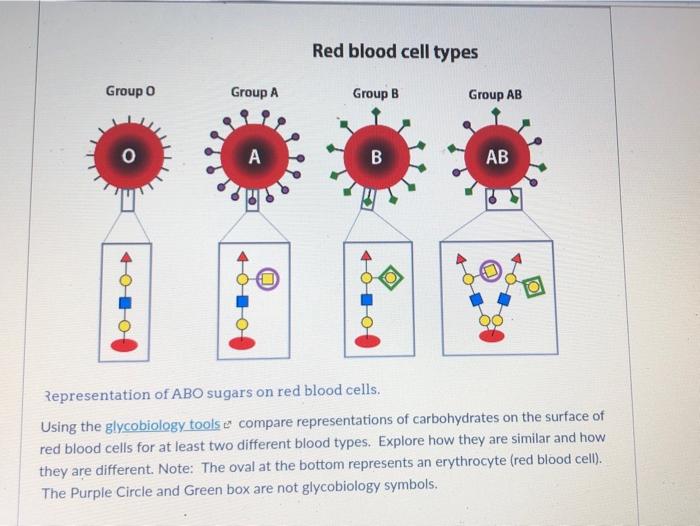 Solved Red blood cell types Group 0 Group A Group B Group AB | Chegg.com