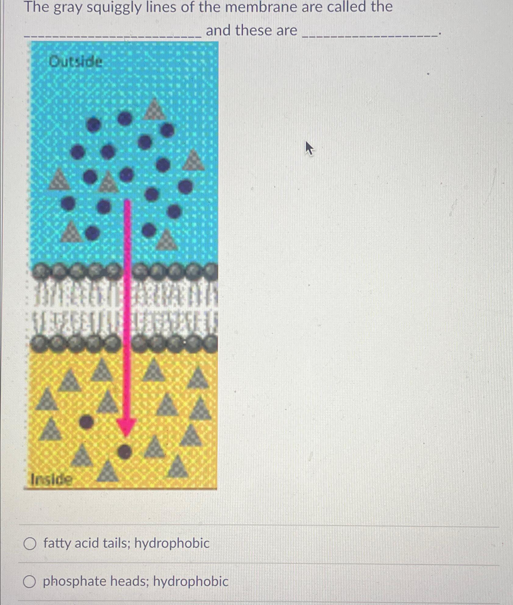 Solved The gray squiggly lines of the membrane are called | Chegg.com