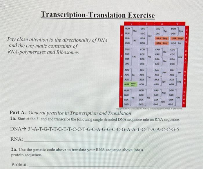 Solved Transcription-Translation Exercise Pay close | Chegg.com