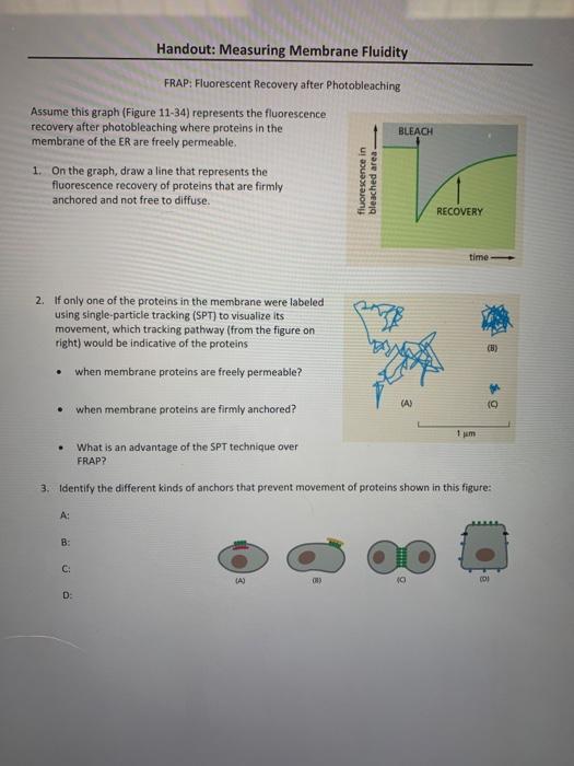 Solved Handout: Measuring Membrane Fluidity FRAP: | Chegg.com
