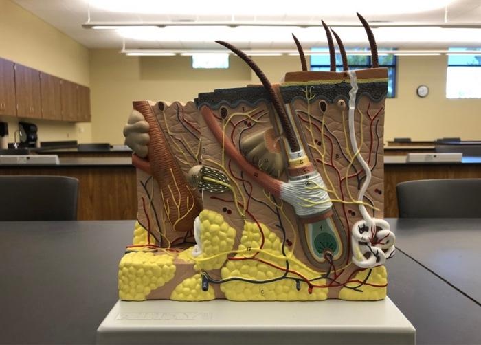 Solved label the numbers/ pictures on the skin model figure | Chegg.com