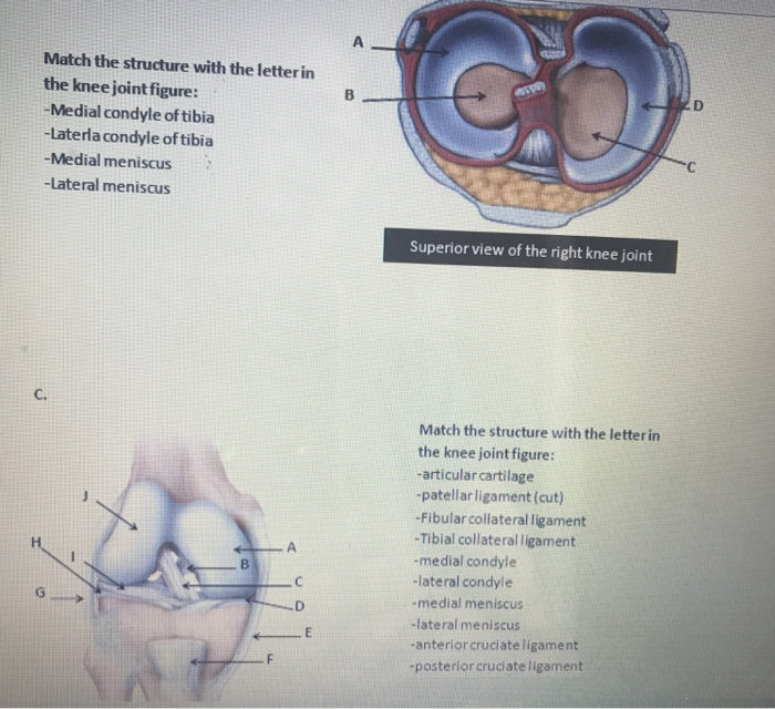 Solved 1. Identify the following labeled parts of the knee | Chegg.com
