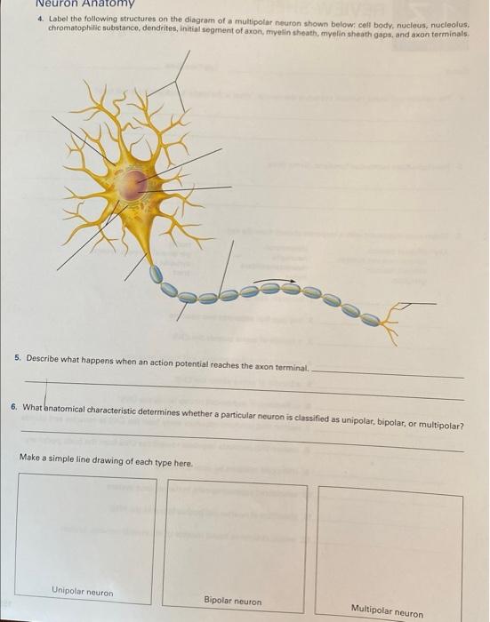 Solved Neuron Anatomy 4. Label the following structures on | Chegg.com