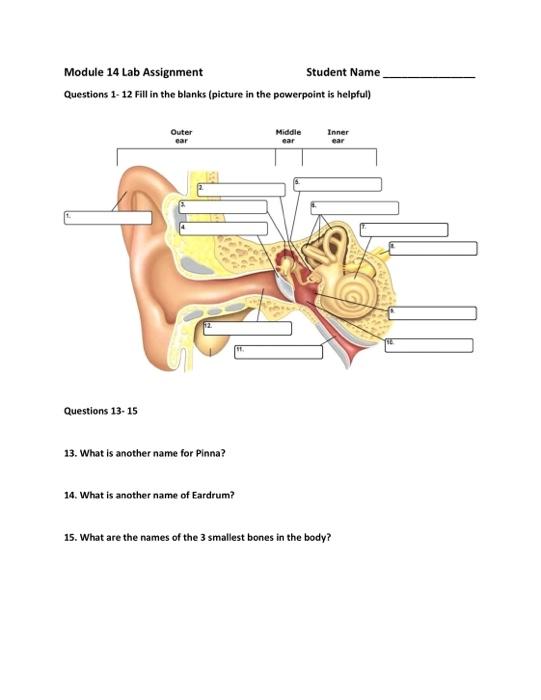 Solved Module 14 Lab Assignment Student Name Questions 1- 12 | Chegg.com